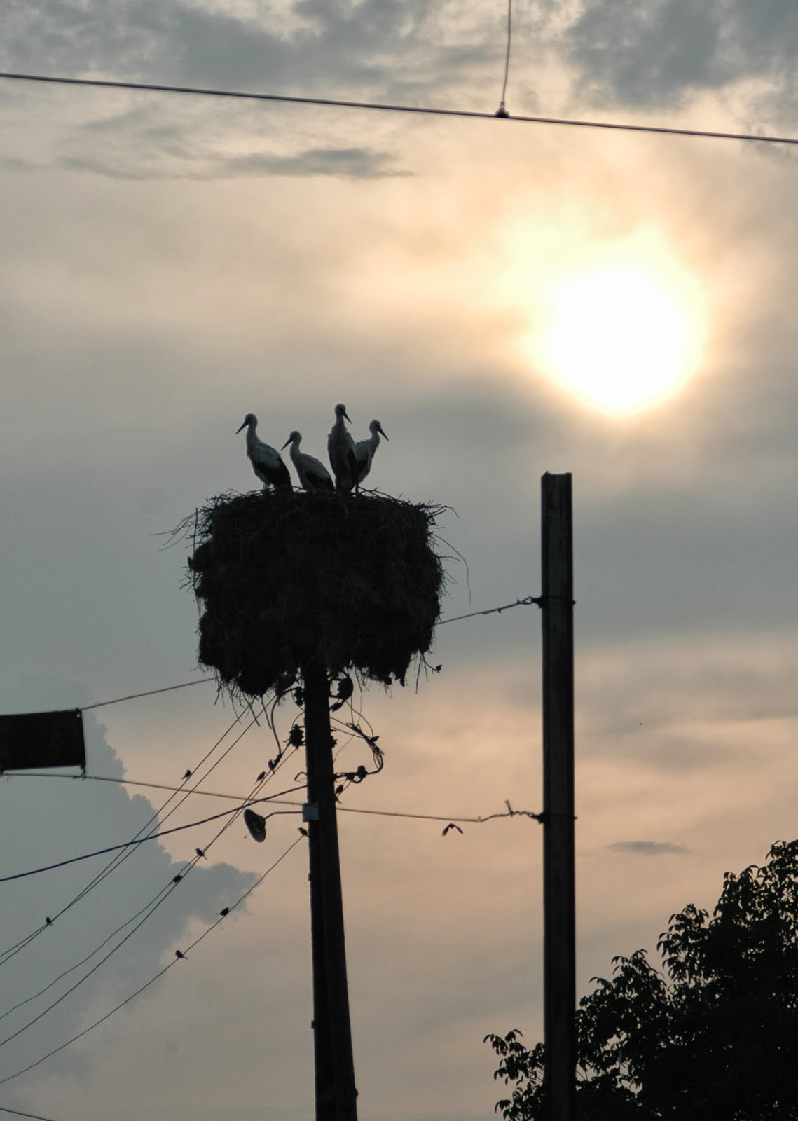 За Македонија и за другите нешта: Птиците