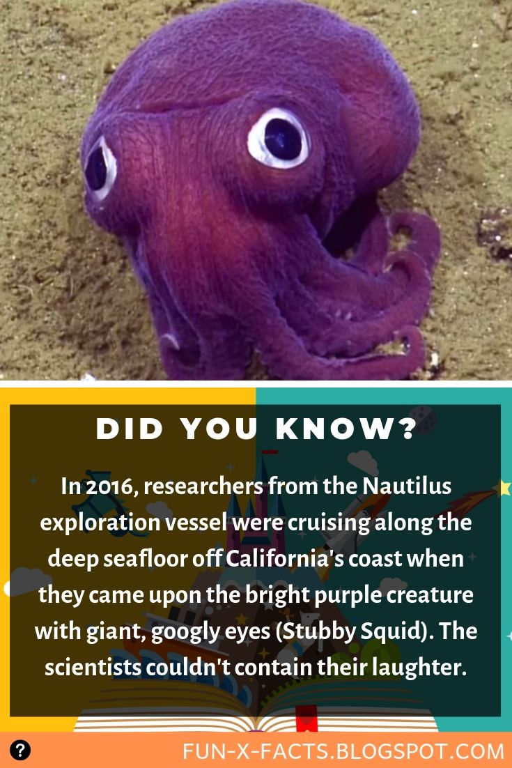 Did You Know About Stubby Squid? | Amazing WTF Facts