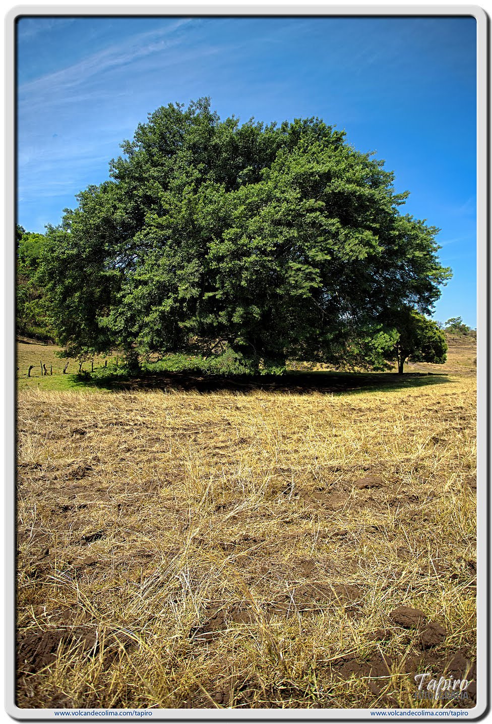 Tapiro fotografía en colima: Arbol el Guardián en la Yerbabuena