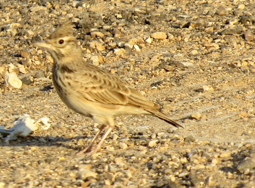 Birding for a Lark: Nubian nightjar in the west