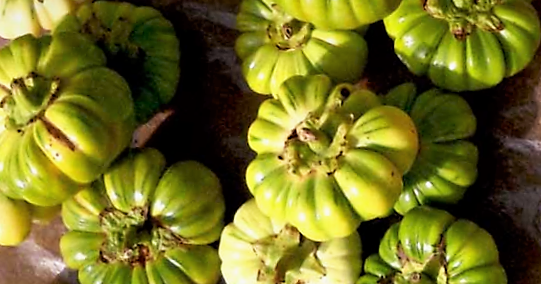 Plantas, alimentos, condimentos, receitas, restaurantes, viagens ...