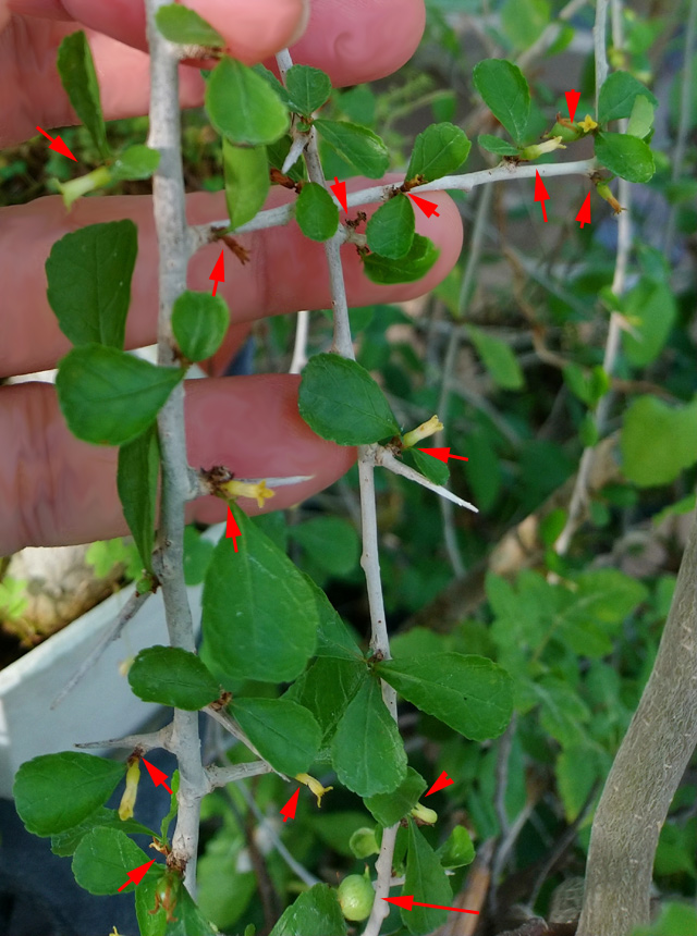 Plant & Seeds: 沒藥屬稀有植物 Commiphora simplicifolia