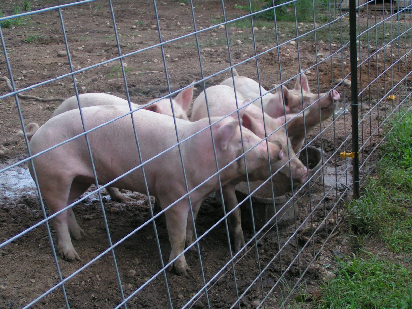 Blue Viola Farm: Planning for pigs