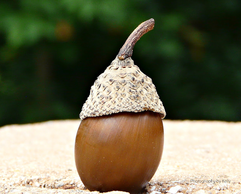 Living Life in PA: Season Of The Acorn