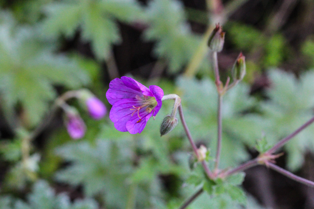 Pondoland CREW Blog: Flowering now (January 2016)