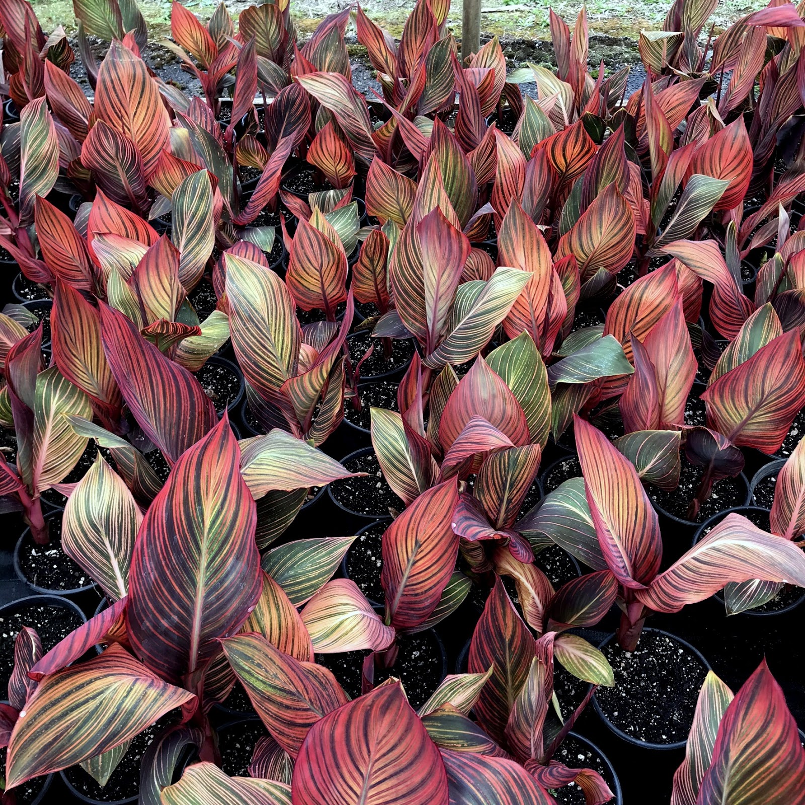 danger garden: Rare Plant Research, COVID-19 edition