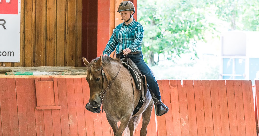 Chamfron Stud : Chamfron Paloma - ApHC UK Show