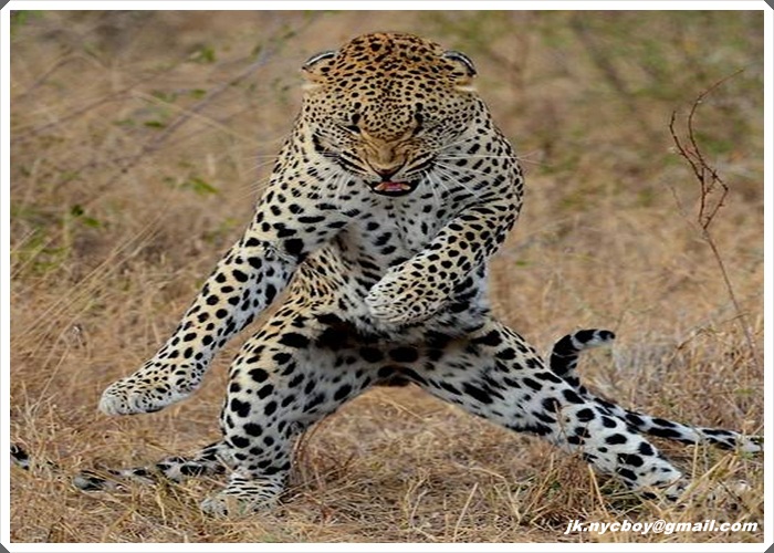 Cute Animals in Action ~ Words of Pictures