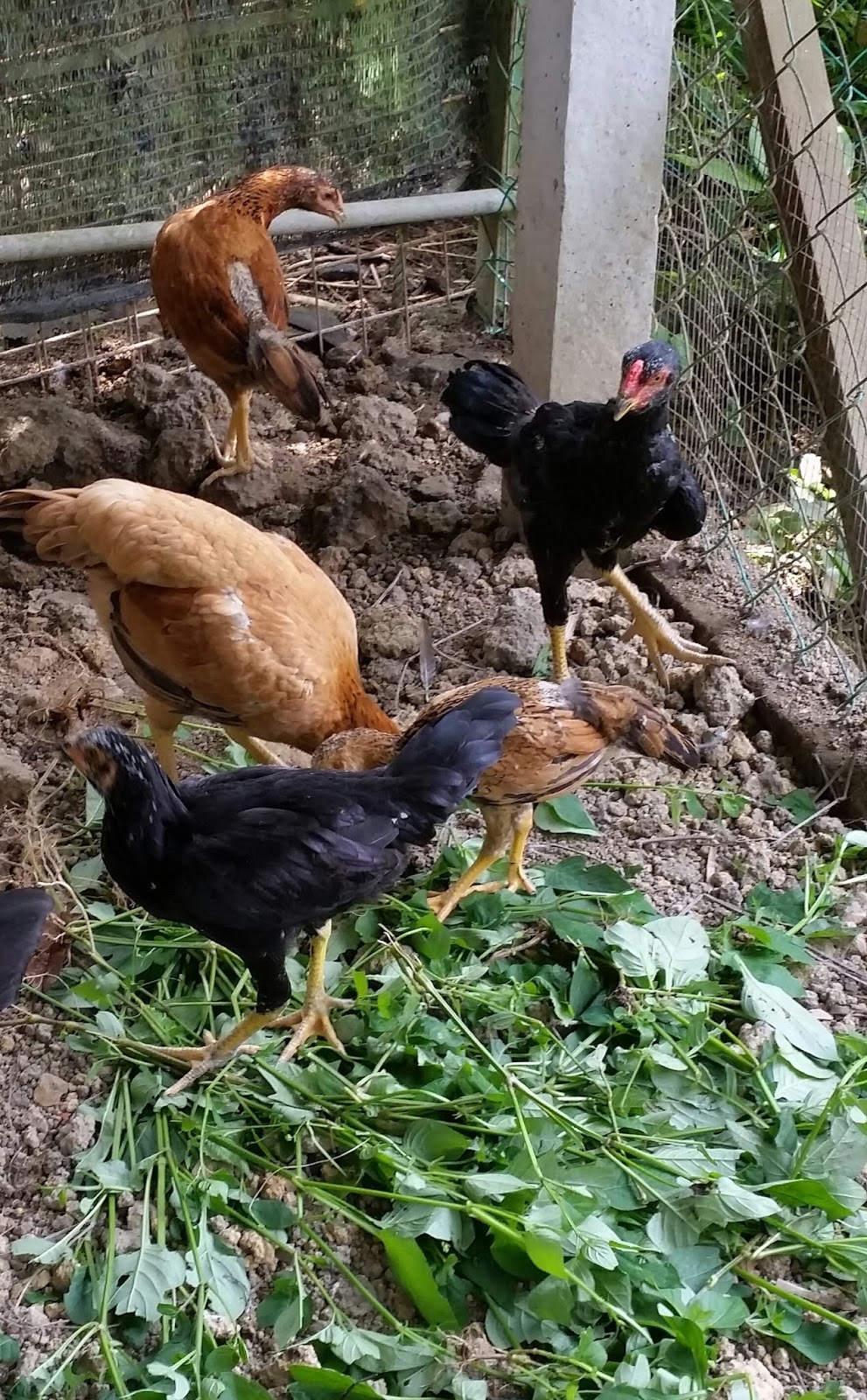 Warisan Petani: Ayam Kampung Organik
