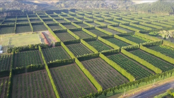 Andry Ecology Blog: Forest plantations. Their number. Areas of forest ...