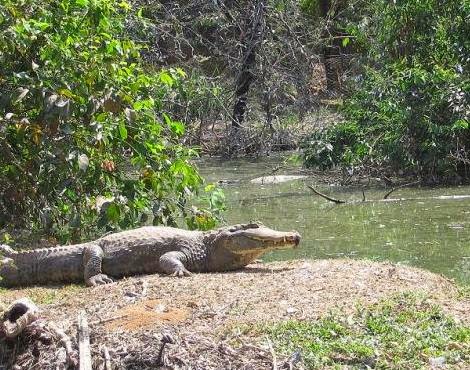 Caiman Facts - BEAUTY AND NATURE FOR PEACE TO VISIT