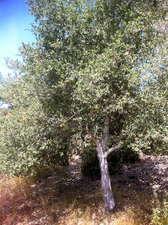 Pruning A Small Live Oak Tree