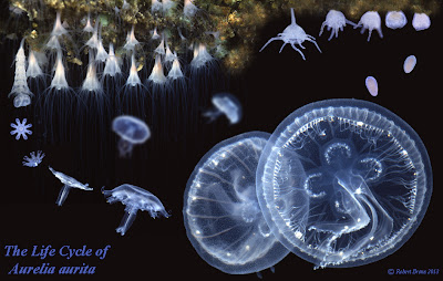 Robert Brons: The Life cycle of the Moon Jellyfish Aurelia aurita