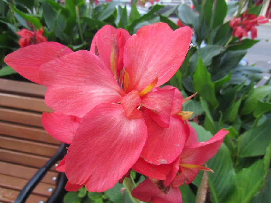 Canna índica o capacho, achira, lengua de dragón... | Plantas