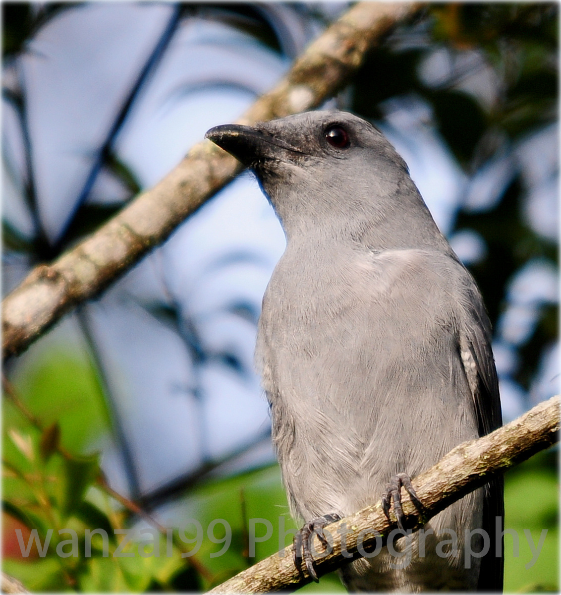 wanzai99 PHOTOGRAPHY: Burung Kelabu Gunung