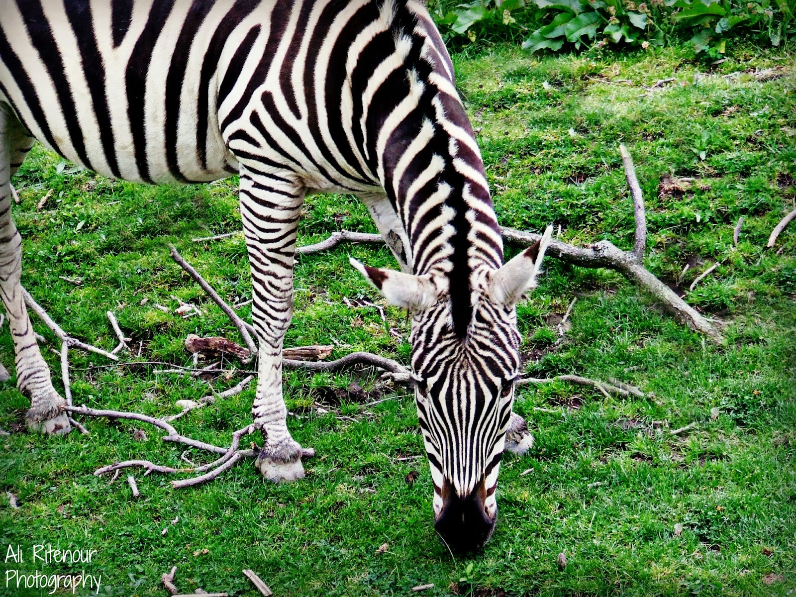 Ali Ritenour Photography: Zoo Animals