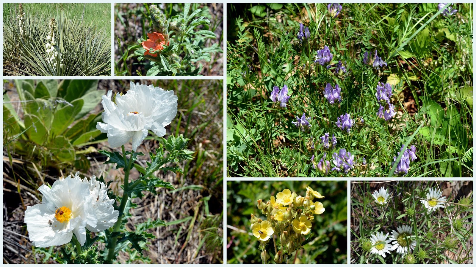 Mille Fiori Favoriti: Springtime In Colorado