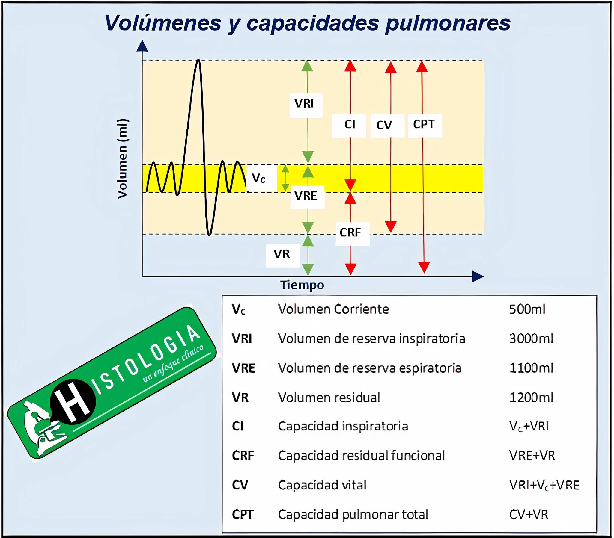 HISTOLOGÍA un enfoque clínico: ESPIROMETRÍA INTERPRETACIÓN BÁSICA