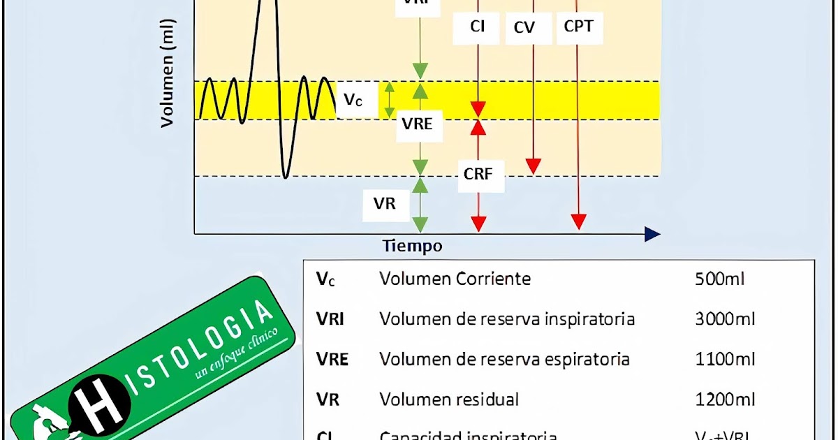 HISTOLOGÍA un enfoque clínico: ESPIROMETRÍA INTERPRETACIÓN BÁSICA