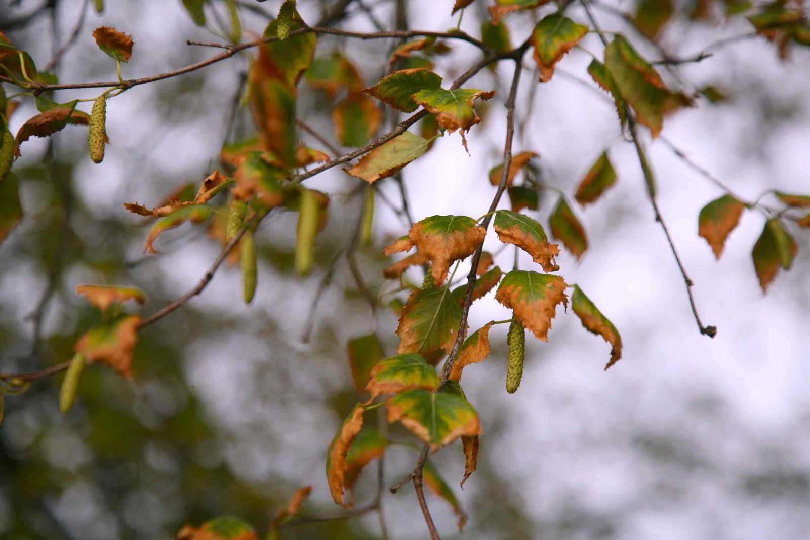 Master Gardener Volunteer Program: Rock Prairie Association: A resource ...