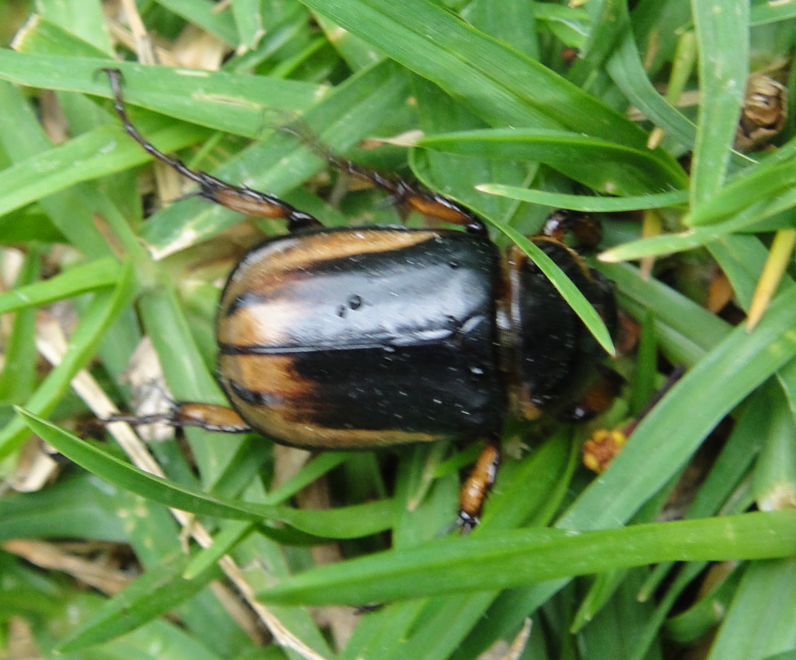 Backtoeden: Cucarrón