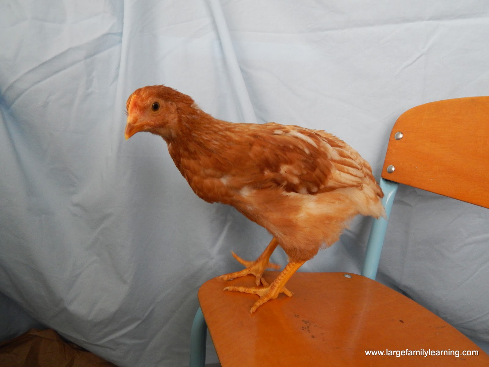 Large Family Learning : Raising Chickens: 6 Weeks Old