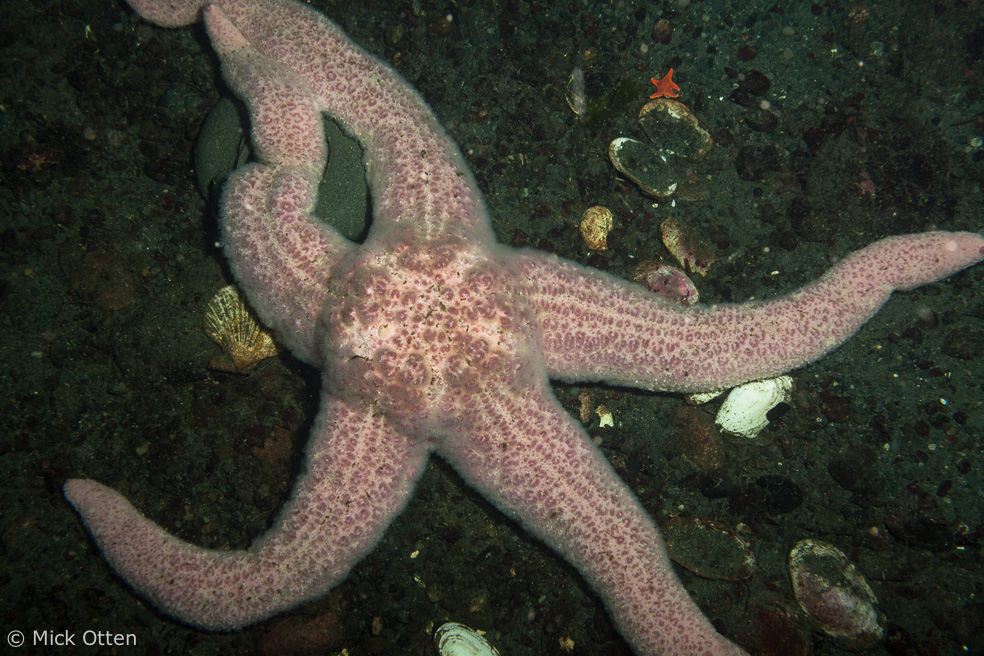 Mick's marine biology: Sea stars of Vancouver Island - part 3