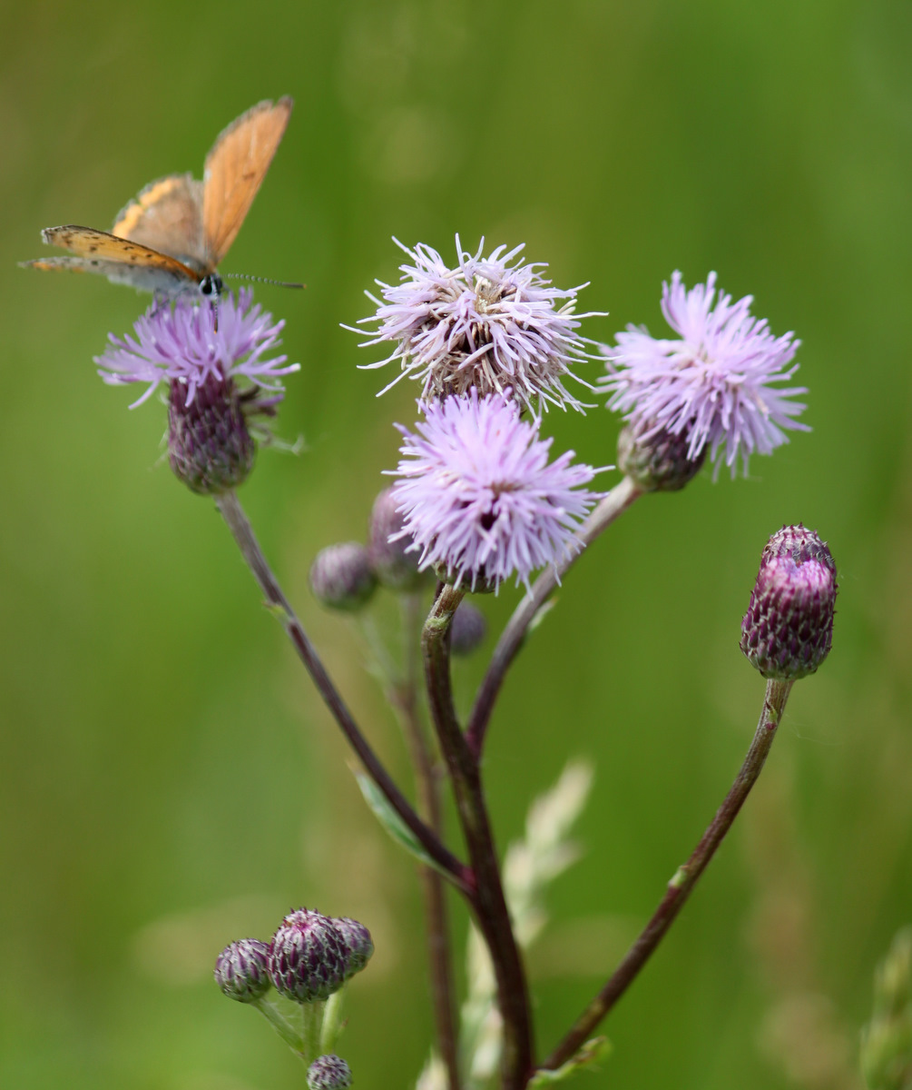 Through Carol's Lens: Canadian Thistle