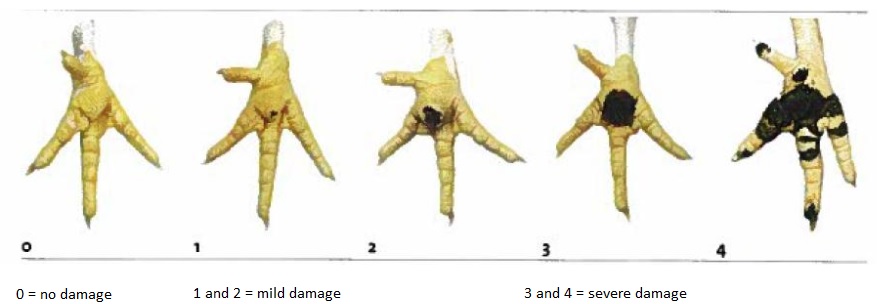 Animal science: Healthcare of poultry