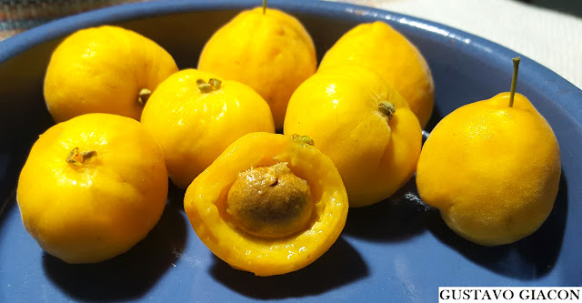 Viveiro Ciprest - Plantas Nativas e Exóticas: Uvaia ou Orvalha ...