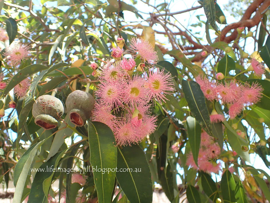 Life Images by Jill: Pink Rosea Marri tree