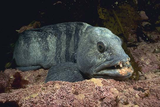 Wolffish ~ Aquatic Animals