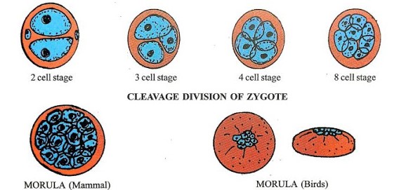 What is Cleavage and Implantation ? Embryology | Anjani Mishra