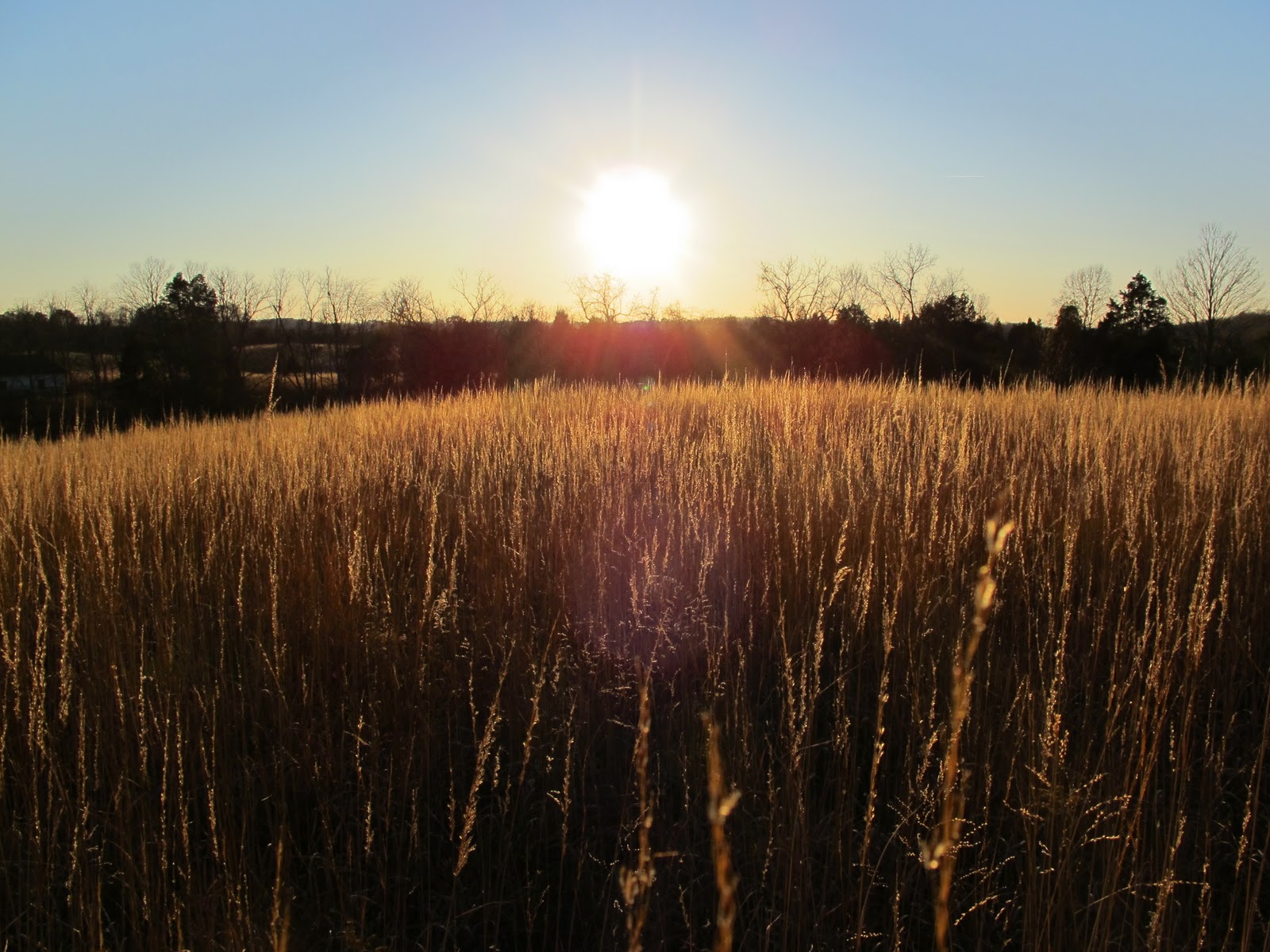 Blue Jay Barrens: Insect Swarm