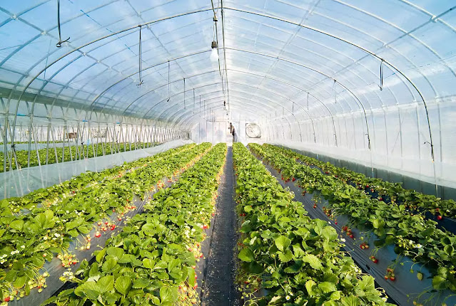 What is Greenhouse ? | Types of Greenhouses | Advantages and Disadvantages