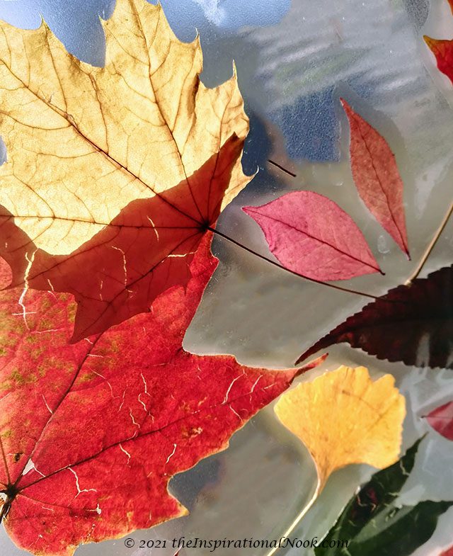 How To Make Striking Autumn Leaf Suncatchers Easy DIY how-to-make-striking-autumn-leaf-suncatchers-easy-diy