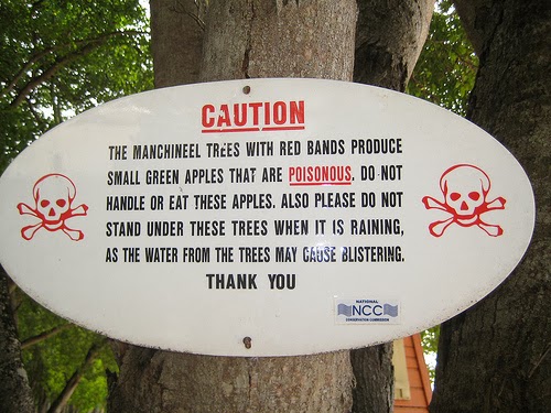 The Manchineel - World's Most Poisonous & Dangerous Tree | Most ...