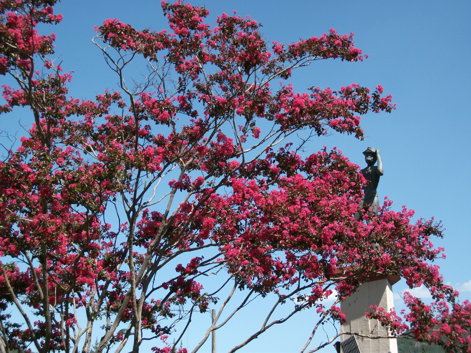 Jaca in English: Jupiter tree