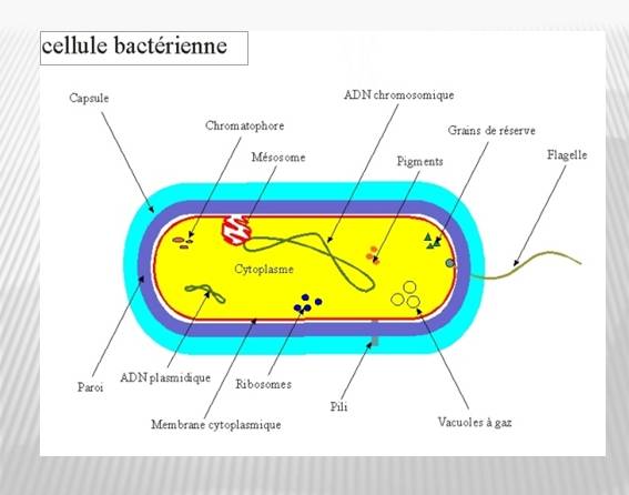Formation infirmiers: Structure des bactéries