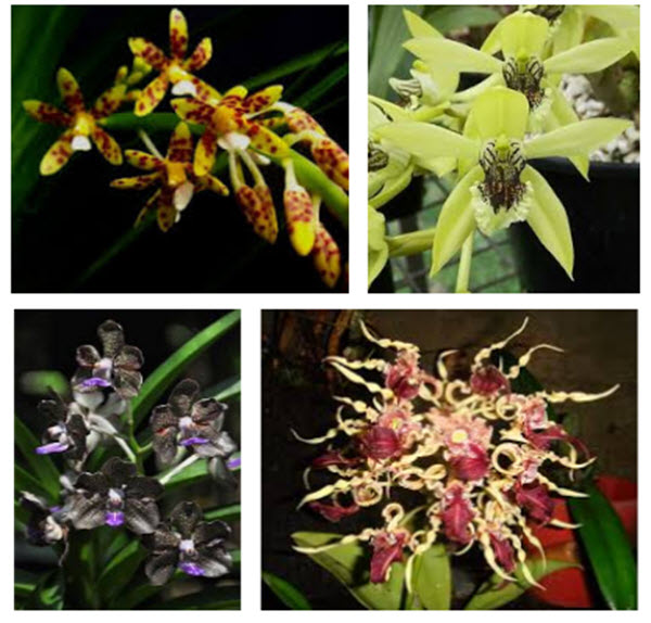 Keanekaragaman Anggrek Langka