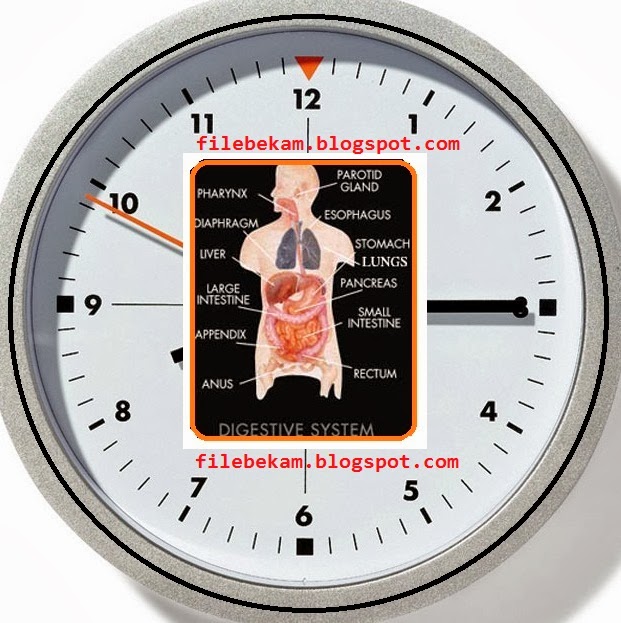 Shine Your Way, : Jam Piket Kerja Organ Tubuh Manusia