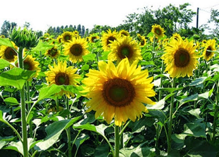 Manfaat Bunga Matahari untuk Kesehatan