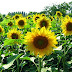 Manfaat Bunga Matahari untuk Kesehatan