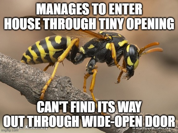 Misunderstood Spider Meme Wasp