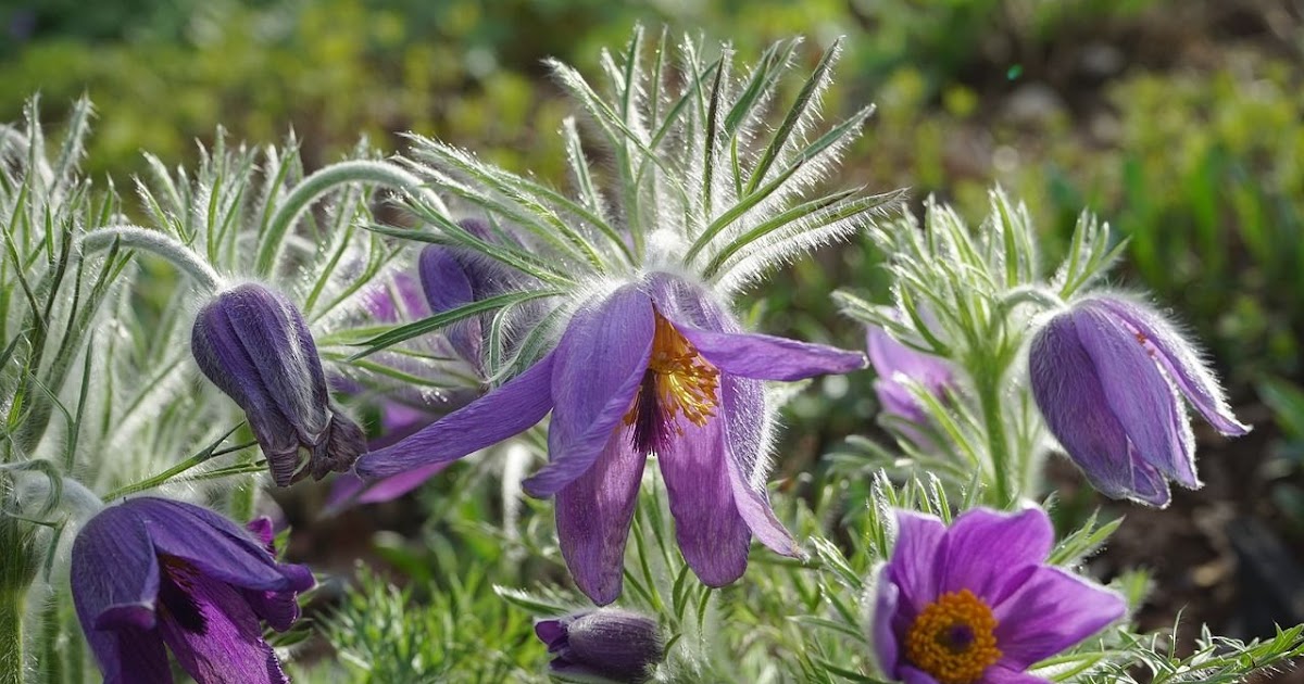 Pulsatilla pratensis (homeopathie)