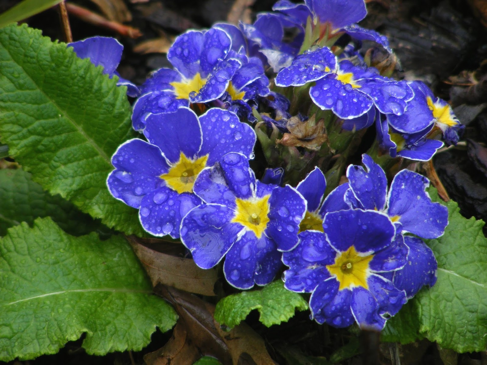 Rachel Callaghan Landscape Architect, NZ: 2015