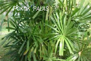 Anim Agro Technology: DAUN PALAS DAN KISAHNYA
