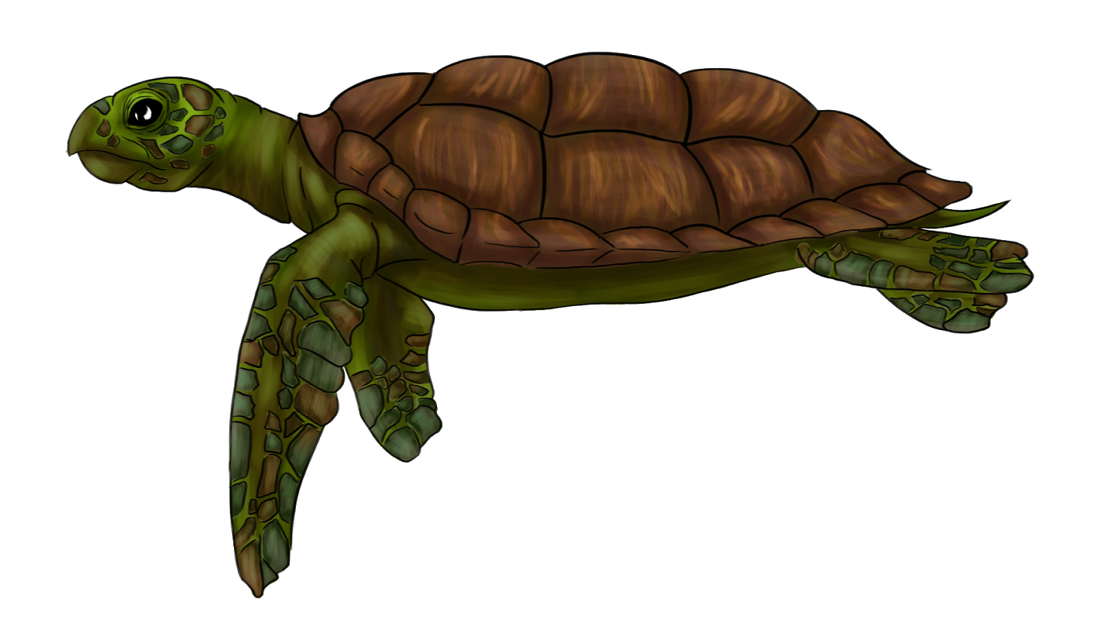 Concept - Turtle