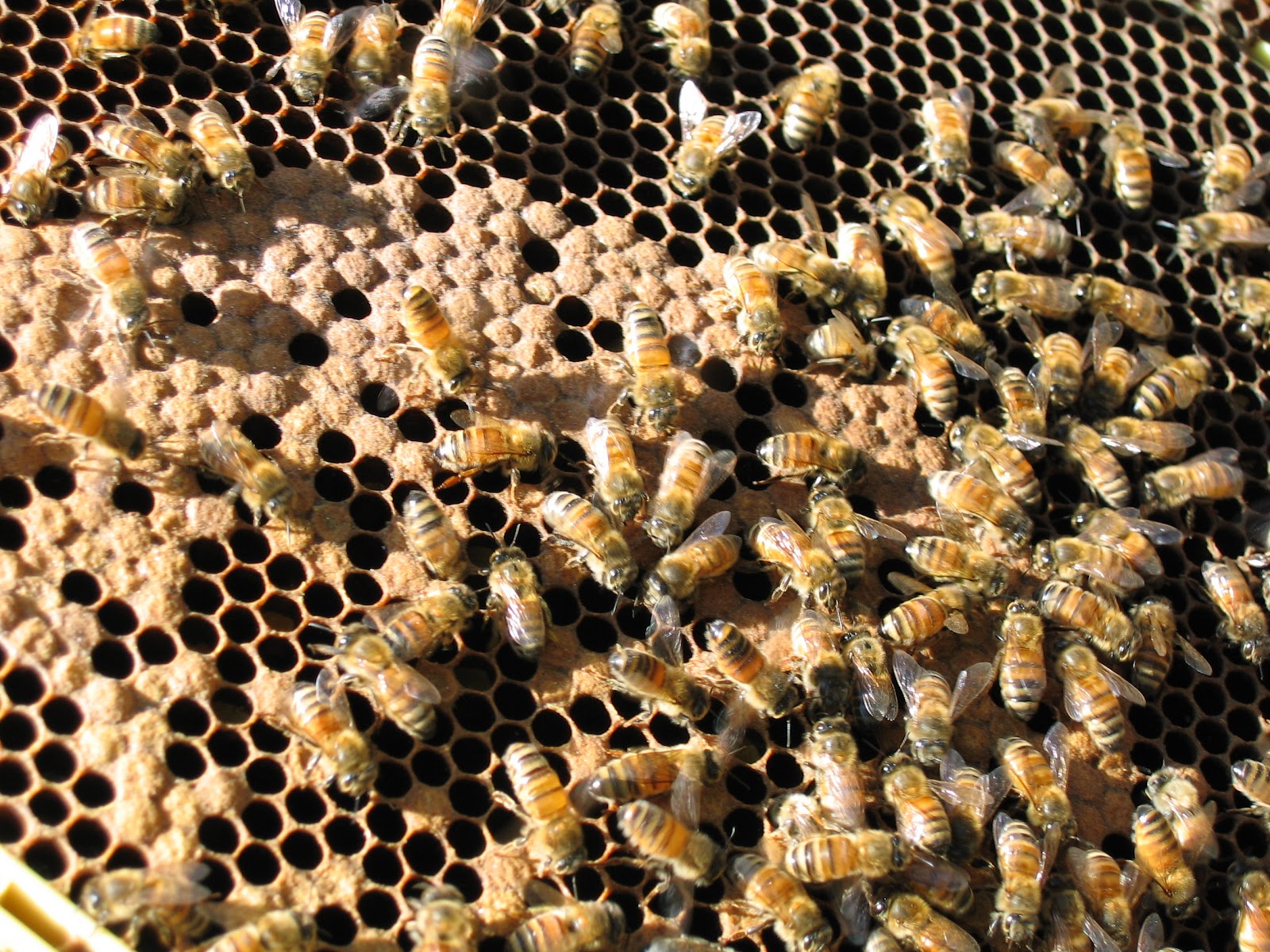 Coon Hollow Farm: Early Bee Hive inspection