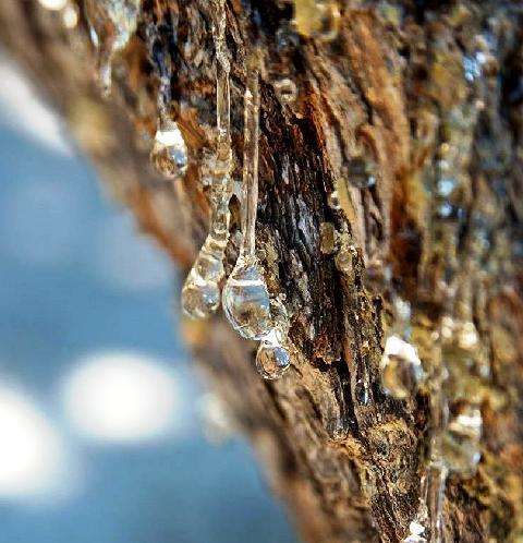 Skinos Mastiha Mastic Tree